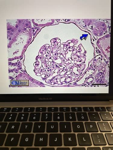 Human Anatomy Lab Histology Pictures Flashcards Quizlet