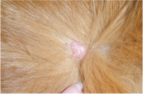 Mast Cell Tumor Cat Neck Booker Grove