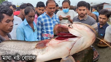 পদ্মার বিশাল তাজা বোয়াল মাছটির দাম শুনলে চমকে যাবেন Today Fishmarket