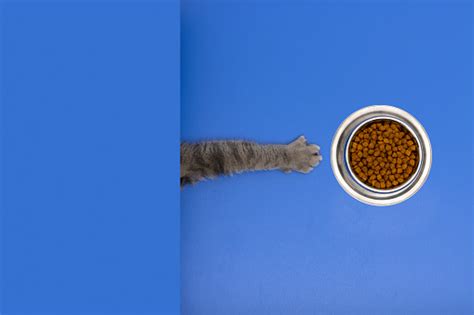 매우 맛있는 고양이 음식 배고픈 고양이는 파란색 테이블에 마른 고양이 사료 그릇을 끌어 당겨 서 그 자체를 향해 애완고양이에