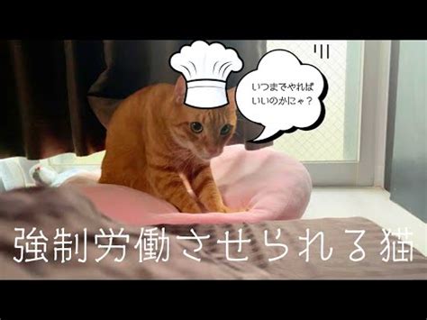 パンをこねこねする茶トラ猫のちびと鬼監督シロ YouTube