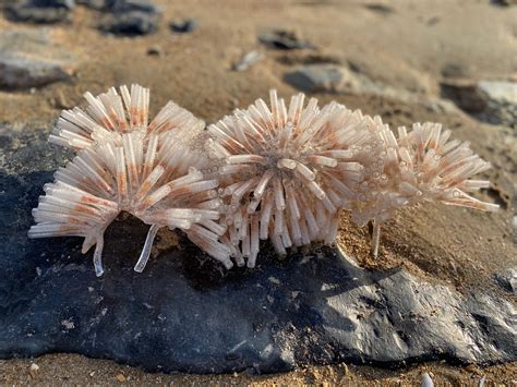 Notebaert Anne Contemporary Glass Society