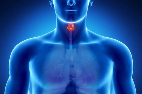 Thyroid Symptoms Thyroid And Compressive Symptoms Thyroid Sydney