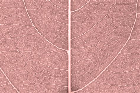 잎 텍스처 패턴 배경 그래픽 웹 사이트 서식 파일에 대 한입니다 봄 아름다움입니다 환경 및 생태 아이디어 컨셉 디자인입니다 0명에 대한 스톡 사진 및 기타 이미지 Istock