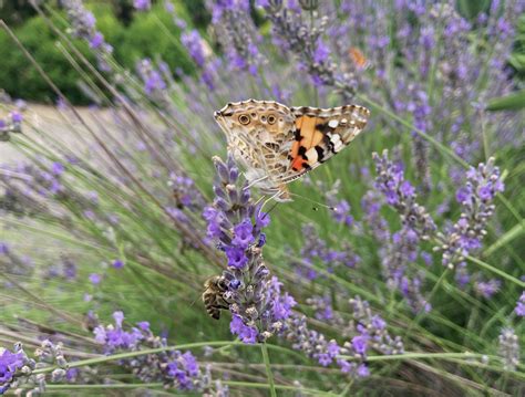 보라색 꽃 위에 앉아 있는 나비 사진 Unsplash의 무료 소 치 이미지
