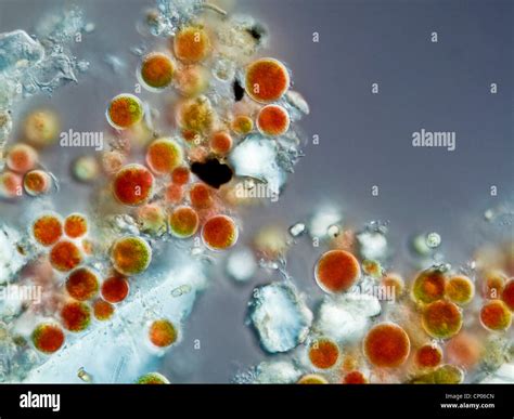 Haematococcus Pluvialis Haematococcus Pluvialis Permanent State