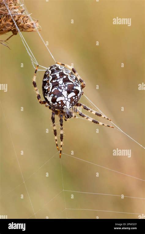Cross Orbweaver European Garden Spider Cross Spider Araneus Diadematus In Web Germany