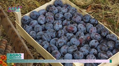 Festivalul Prunei La Nisporeni Youtube