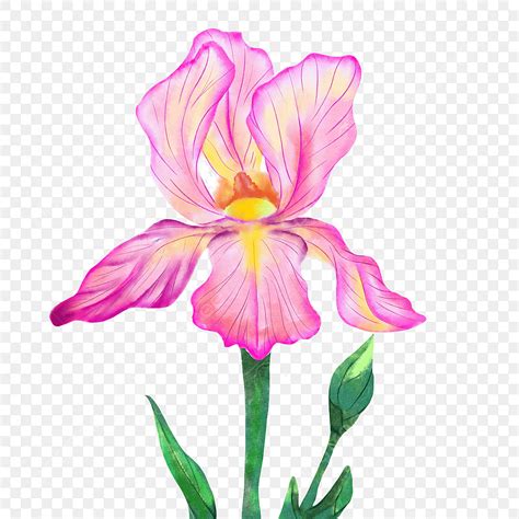 Fleurs D aquarelle D iris De Vétiver Rose PNG Fleurs Vétiver Iris