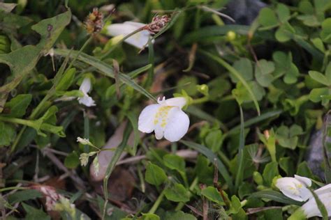 ムラサキサギゴケ 愛すべき雑草たち
