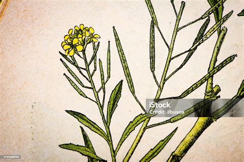 アンティーク植物学イラストトリークルマスタードエリシマムケイラントイデス からし菜のベクターアート素材や画像を多数ご用意 からし菜