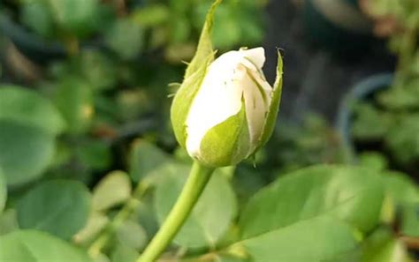 玫瑰和月季的区别 蜜源植物 酷蜜蜂