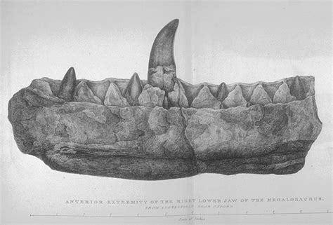 Megalosaurus Fossilized Jaw