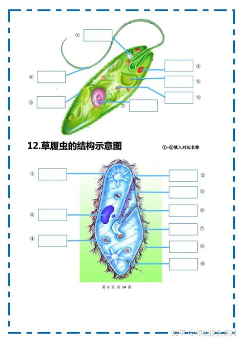 七年级上册生物必考24个重点识图 知乎