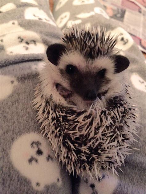 Throwback To When My Step Son Neville Was Smaller And Less Grumpy