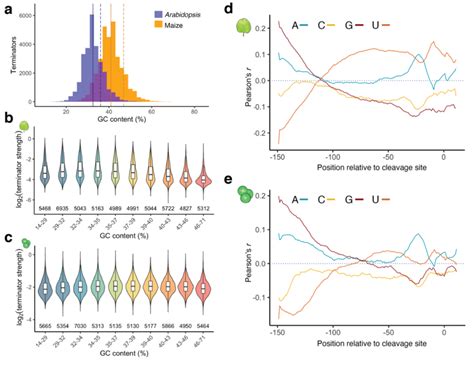 Nucleotide Composition Affects Terminator Strength In A Species And