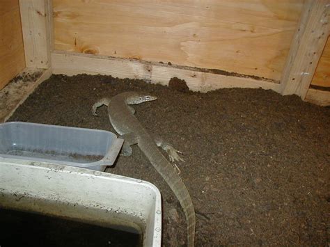 Nile Monitor Enclosure