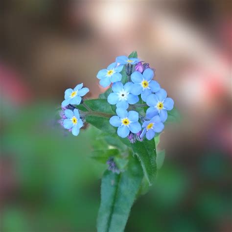 Brunnera Macrophylla Alexanders Great Siberian Bugloss Alexanders
