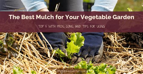 Best Mulch For Vegetable Gardens Top 5 My Edible Habitat