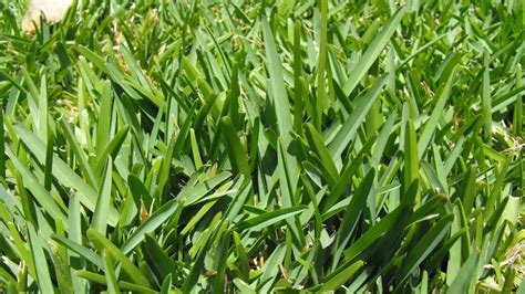 St Augustine Vs Bermuda Grass Differences Pictures