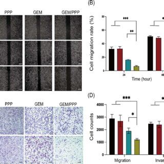 Cell Migration And Invasion Ability Of PANC 1 Cells In Vitro A