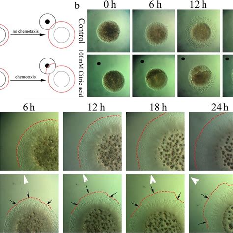 Chemotaxis Of Strain Egb Towards Cucumber Root Exudates On Tpm Plates