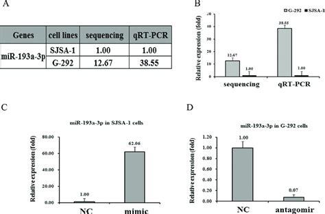 Expression Patterns Of MiR 193a 3p In SJSA 1 And G 292 Cells