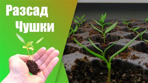 Как да направите лесен и бърз разсад чушки Youtube