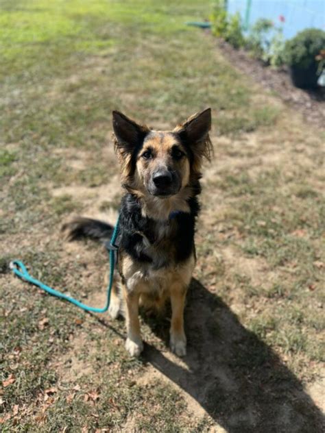 Stella Rose Talbot Humane