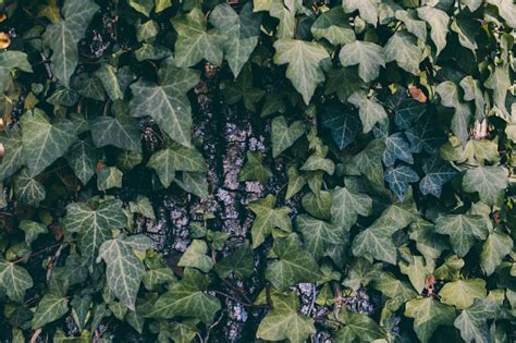 아이비 잎 나무 트렁크 배경에 야생 아이비 짜임새와 디자인에 대 한 배경 그린 아이비의 단풍 숲의 한 단풍 유기 및 자연