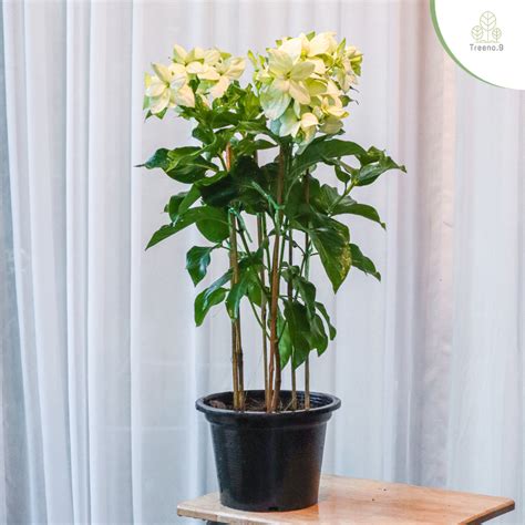 Treeno 9 T59 ดอนญ่าสีขาว ต้นใหญ่ ไม้มงคล Mussaenda Philippica กระถาง
