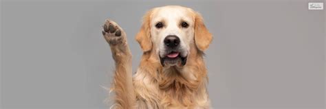 Dog Cut Paw Pad Injury You Need To Know If Your Dog Has Cut His Paw Pad
