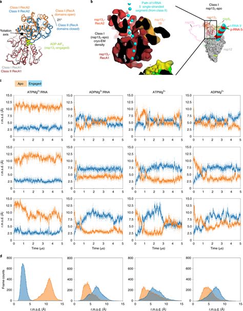 In Nsp13t Apo The Reca Domains Are Open And Devoid Of Rna Density A