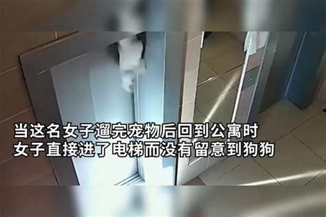 惊险！粗心女子带宠物上电梯，宠物狗没跟上反被电梯吊起电梯宠物女子
