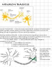 Neuropharmacology Neuron Basics Pdf Neuron Basics Axonal Transport A Cellular Process