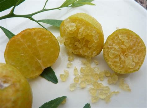 Микроцитрус Сладкий ЭРЕМООРАНЖ (растение)