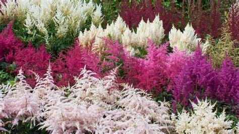 19 Different Types Of Beautiful Astilbe Varieties