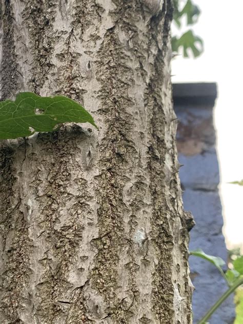 Spiked Tree Rplantidentification Spiked Tree Rplantidentification
