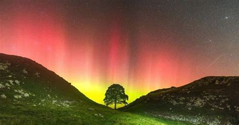 밤사이 잘려나간 300년 된 영국 로빈 후드 나무‘다시 살아날 수 있다