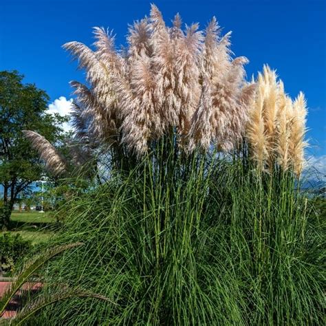Dwarf Pampas Grass Seedys Plants