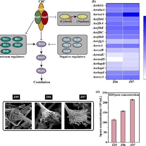 Transcriptome Analysis And Morphological Characterization To Clarify Download Scientific