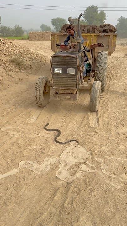 Tractor Trali Ke Samne Saamp A Gaya Youtube