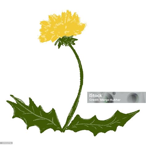 분필 또는 크레용 민들레 야생 꽃 잎이 있는 식물 꽃 꽃 줄기 가지 손으로 그린 정원 초원 노란색 야생화 식물 자유형 빈티지 연필 질감 벡터 일러스트 레이 션 절연 고풍