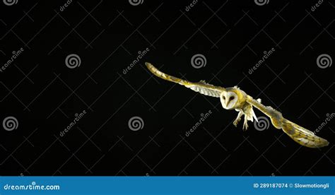 Barn Owl Tyto Alba Adult In Flight Normandy In France Stock Photo