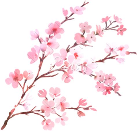 Cherry Blossom Png Transparent Images