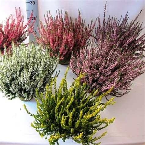 Viržis Tik Vilniuje Floravitas