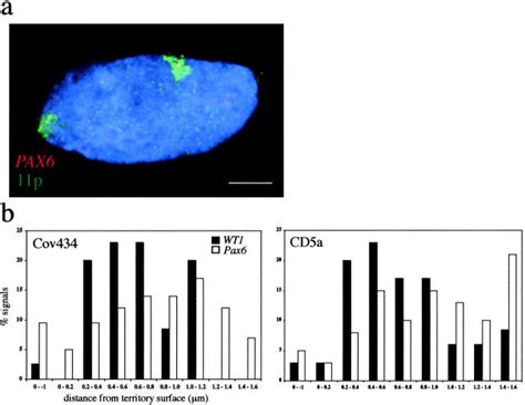 Intraterritory Position Of A Tissue Restricted Gene A 3d Fish To