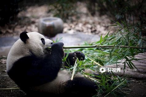 大熊猫 图片 轩视界