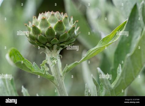 Cardoon Cynara Cardunculus Stock Photo Alamy