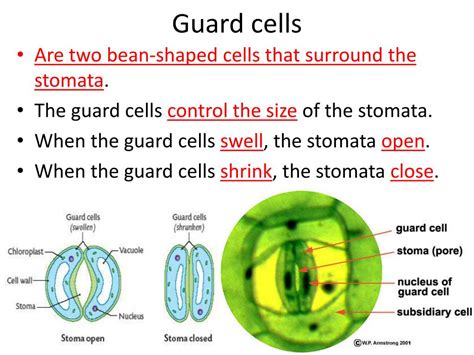 PPT Photosynthesis Leaf Structure PowerPoint Presentation Free